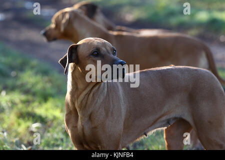 Rhodesian Ridgeback / African Lion Hound (Canis lupus familiaris) lying ...