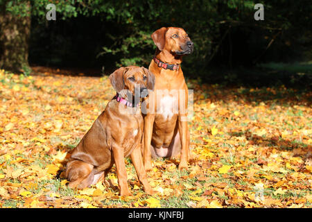 Dog Rhodesian Ridgeback / African Lion Hound adult sitting / The ridge ...