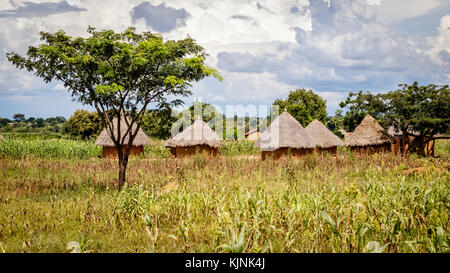 Typical Uganda huts. Most of the inhabitants live in thatched huts with ...