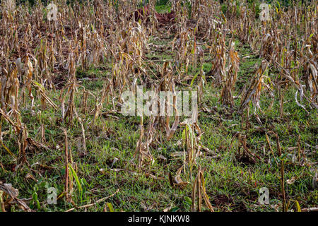 Cultivation of millet in the tropical climate of Bonaire, Caribbean Sea ...