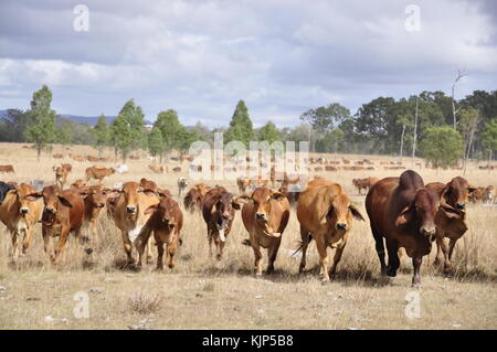 mustering cattle in Queensland Australia Stock Photo - Alamy