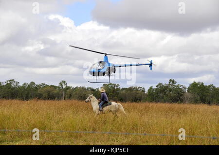 MUSTERING CATTLE BY HELICOPTER Stock Photo - Alamy