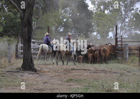 Mustering cattle, outback Australia Stock Photo - Alamy