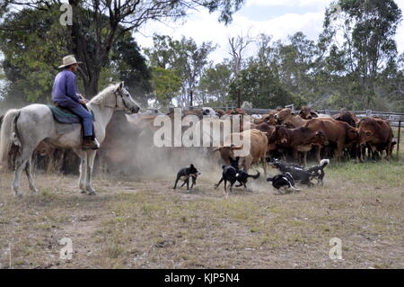 Mustering cattle, outback Australia Stock Photo - Alamy