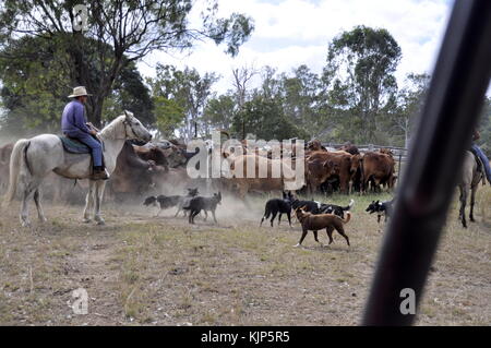 Mustering cattle, outback Australia Stock Photo - Alamy