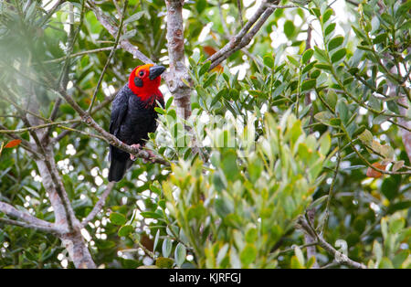 Bornean Bristlehead (Pityriasis gymnocephala) in the canopy of tropical ...