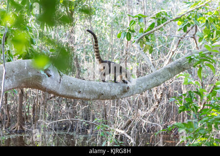 mexican rodent cuati in the jungle Stock Photo - Alamy