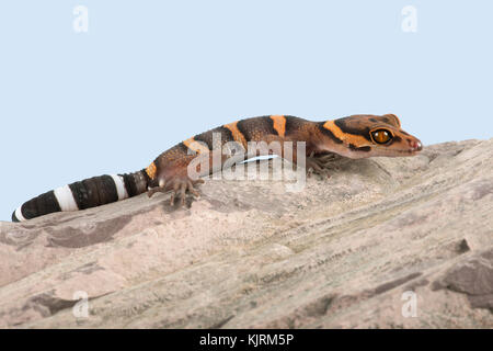 Vietnamese Cave Gecko (Goniurosaurus araneus Stock Photo - Alamy