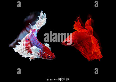 two siamese fighting fish on a black background Stock Photo - Alamy