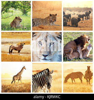 african safari collages Stock Photo - Alamy