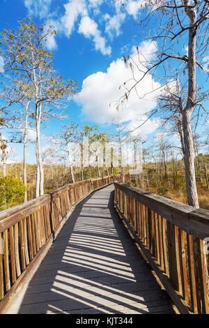 Boardwalk in swamp Stock Photo - Alamy