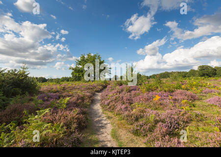 Hothfield Common during the heather season in mid August near Ashford ...