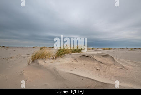 Marram grass and Sand Couch, forming an embryonic dune, the first stage ...