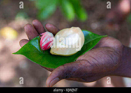 Mace spice made from dried fleshy covering of nutmeg seed Stock Photo ...
