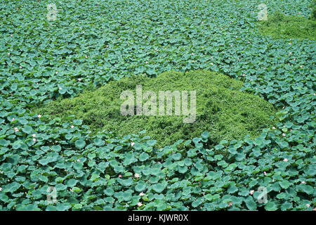 top view lotus leaves pattern at a lake Stock Photo - Alamy
