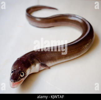 European conger, Conger conger, Congridae, Mediterranean Sea Stock ...