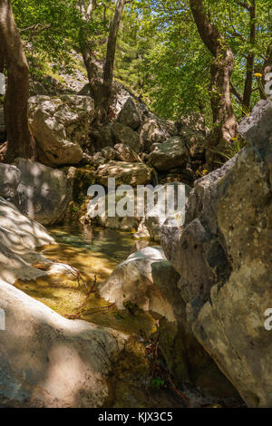 The famous Dirfys (or Dirfi) forest. It is a natural forest located on ...