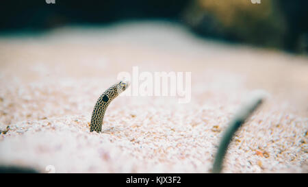 Underwater garden eels sticking their heads out of sand Stock Photo - Alamy