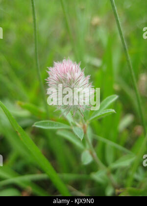 Trifolium arvense, or hare’s-foot clover, is a perennial plant native ...