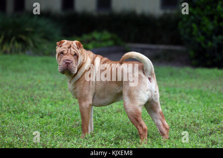 chinese fighting dog, shar pei Stock Photo: 39292644 - Alamy