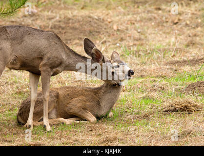 Black tailed Deer Doe Nuzzling Fawn Stock Photo - Alamy
