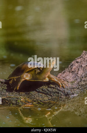 Indian Flap shelled Turtle, Ghana National Park, India Stock Photo - Alamy