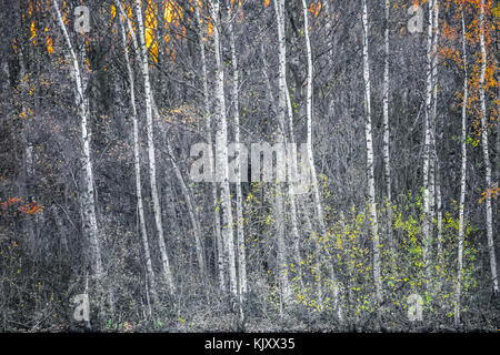 silver birch tree trees mature english woods wood woodland forest ...
