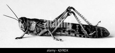 A photograph from the 1915 locust plague in Palestine, showing an ...