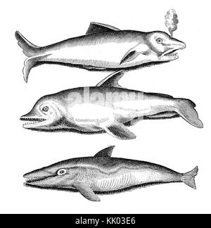 Antique engraved illustration of the dolphin. Vintage illustration of ...