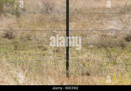 Metal clips secure strands of barbed wire fencing in a green, grassy ...