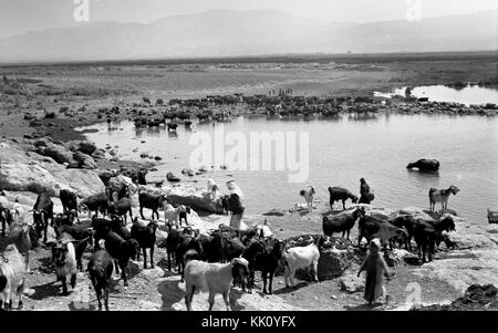 Galilee trip. Huleh District (Lake Merom). Mat weaving from reeds at ...
