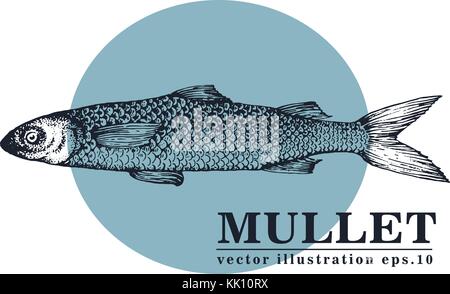 Drawing sketch style illustration of a mullet or grey mullet from a ...