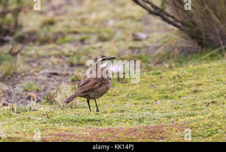 Stout-billed Cinclodes (Cinclodes excelsior), Ecuador Stock Photo - Alamy