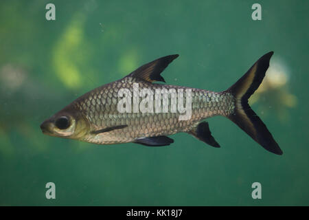 bala shark, silver shark, tricolor sharkminnow (Balantiocheilos ...