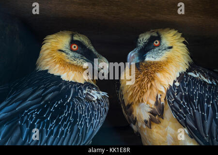 Bearded vulture (Gypaetus barbatus), also known as the lammergeier or ...
