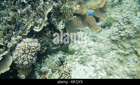 Blue devil damselfish and angelfish in the Great Astrolabe Reef in the ...