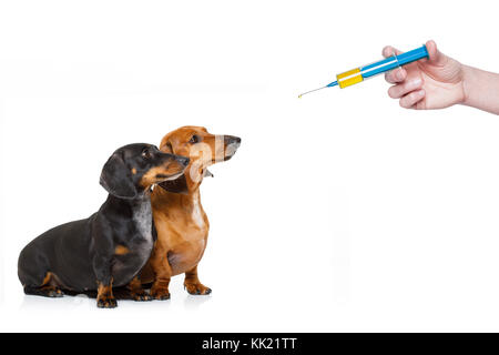 sick and ill dachshund sausage dog isolated on white background with ...