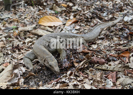 Malayan Water Monitor Lizard (Varanus salvator) climbing a mangrove ...