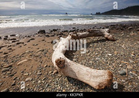 Scenic and rigorous Pacific coast in the Olympic National Park ...