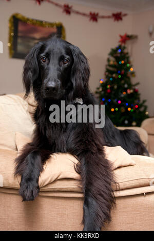 male Flat Coated Retriever Stock Photo - Alamy
