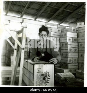 Historic photo of packing oranges in Rehovoth by mixed crowds. Arabs ...