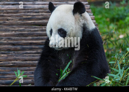 Pretty Giant Panda Stock Photo - Alamy