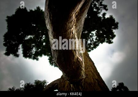 Chief Sequoyah, a Giant Sequoia, Sequoiadendron giganteum, tree in the ...