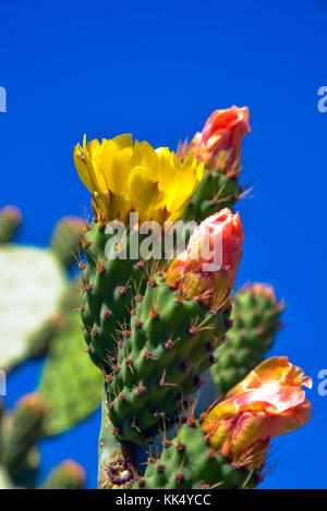 flowering cactus at Sicilië, Italy Stock Photo - Alamy