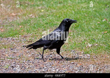 Little raven in Victoria Australia Stock Photo - Alamy