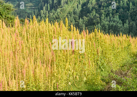 Colourful amaranth fields before the harvest in the remote Tsum Valley ...