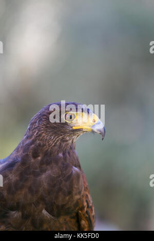 Closeup shot of a black Harris hawk perched on a plank of wood in the ...