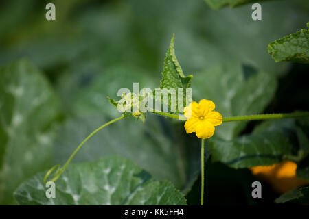 Flowering Cucumber (Khira) at Singair upazila, Manikgonj, Dhaka ...