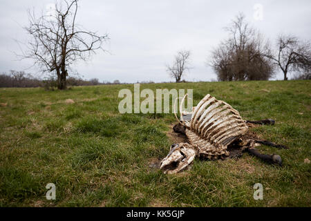 Skeleton of dead cow decomposing in grassy meadow Stock Photo - Alamy