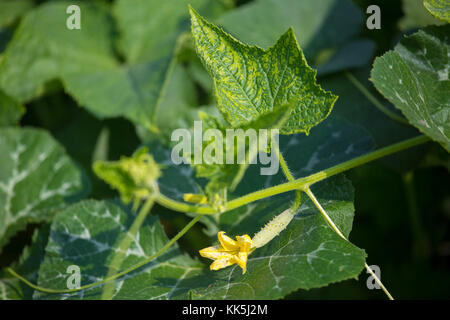 Flowering Cucumber (Khira) at Singair upazila, Manikgonj, Dhaka ...
